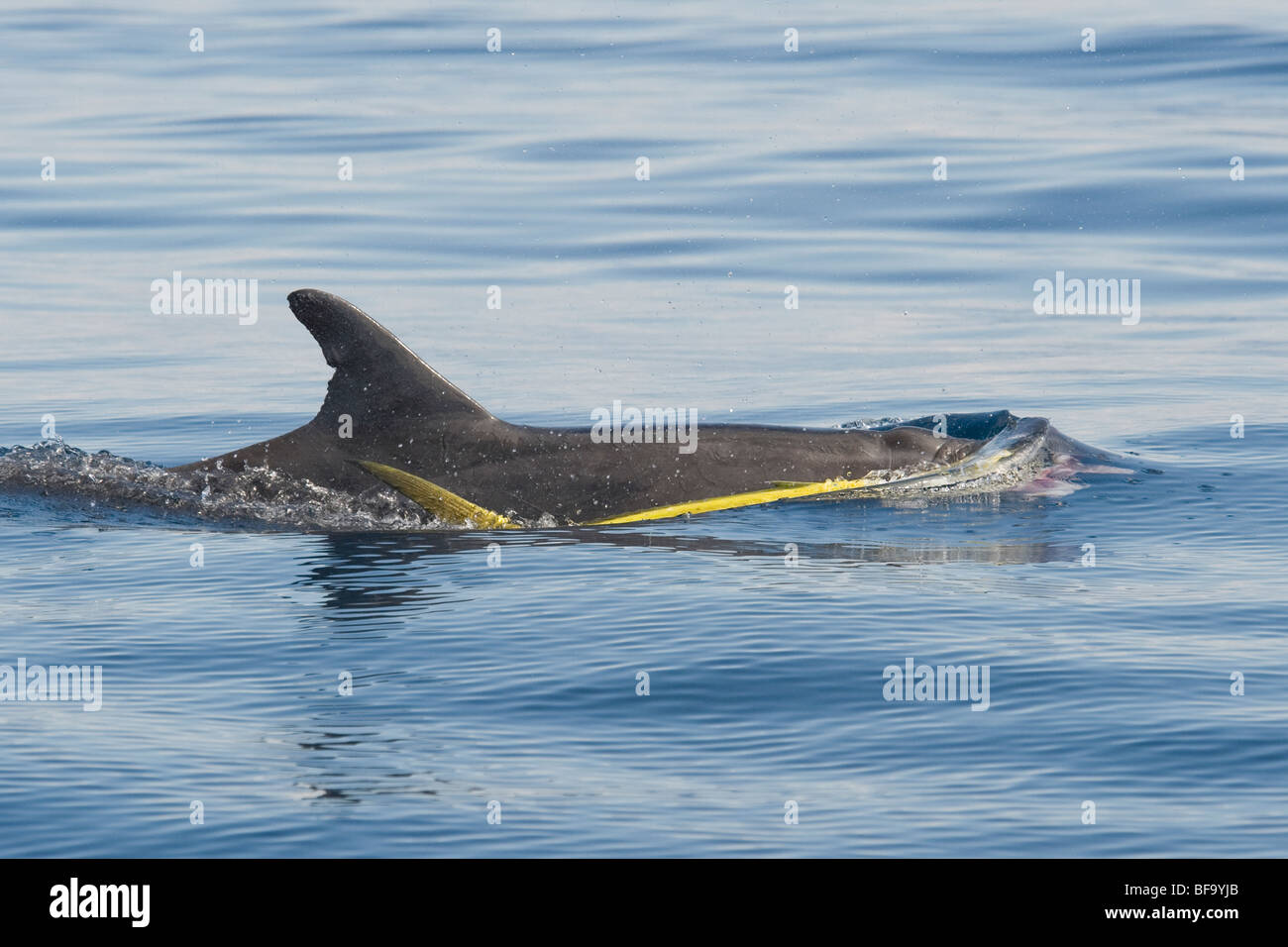 Rough-toothed Dolphin, Steno bredanensis, surfacing with a Dorado ...