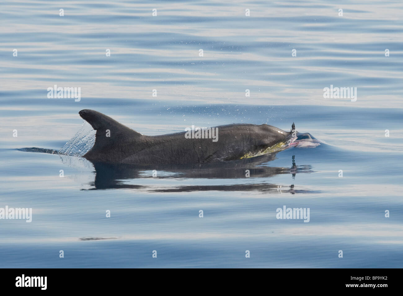 Rough-toothed Dolphin, Steno bredanensis, surfacing with a Dorado ...
