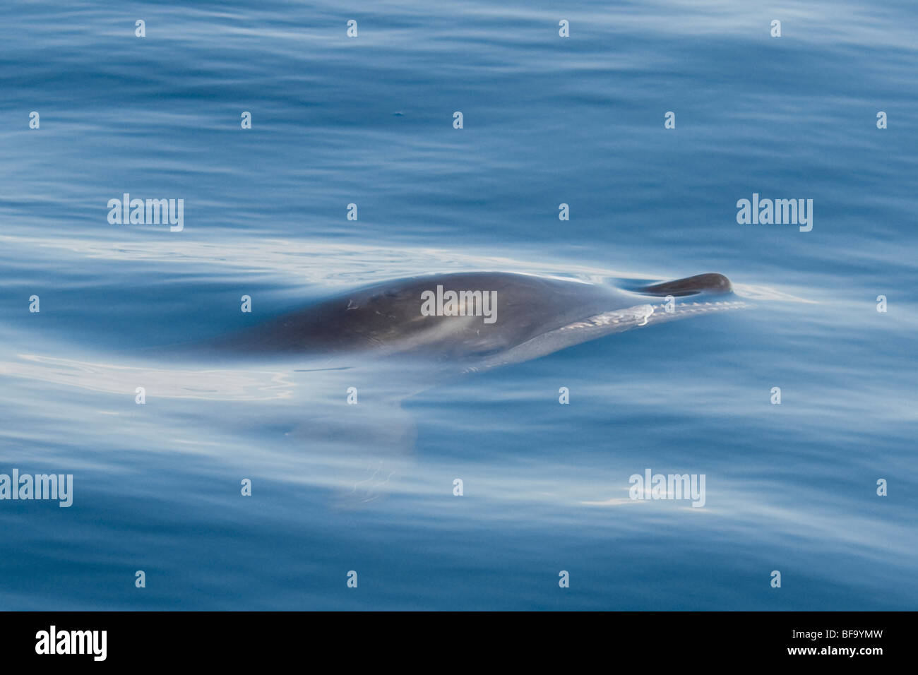 Rough-toothed Dolphin, Steno bredanensis, surfacing with part of a ...