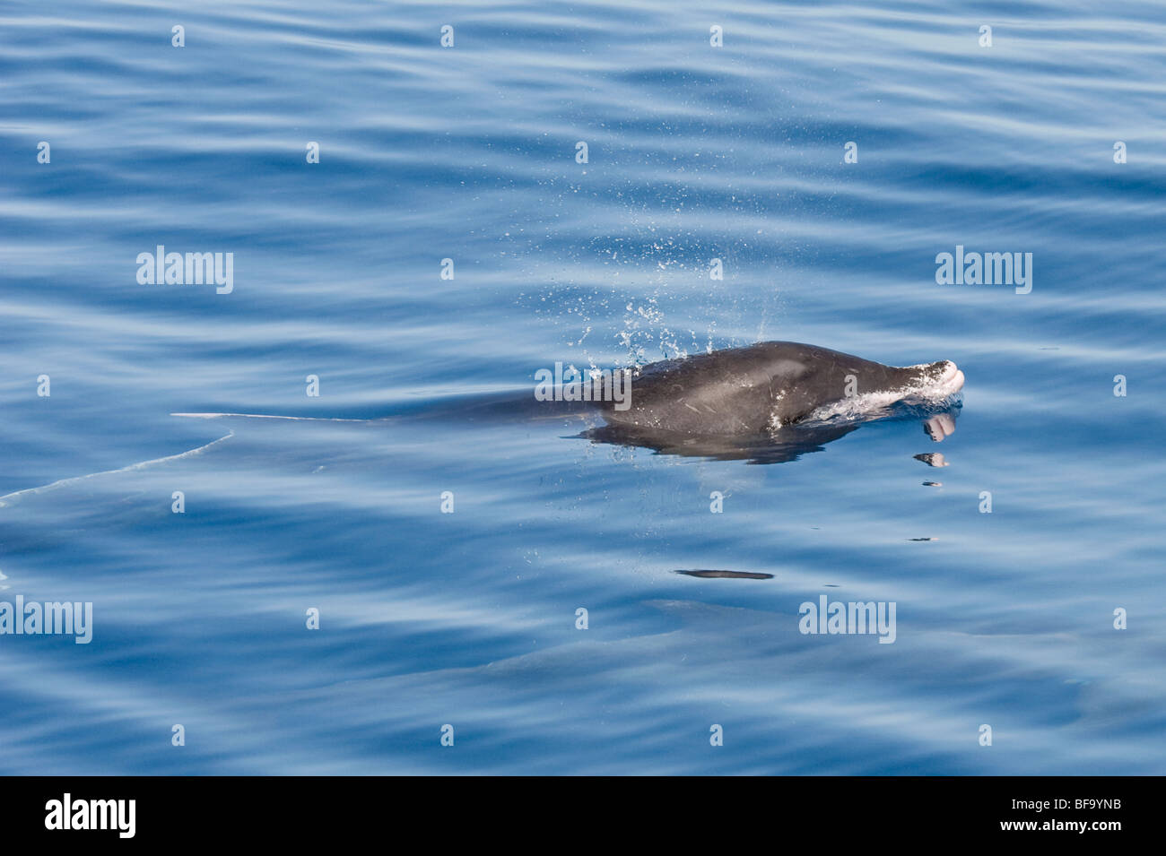 Rough toothed Dolphin, Steno bredanensis, surfacing, Costa Rica ...