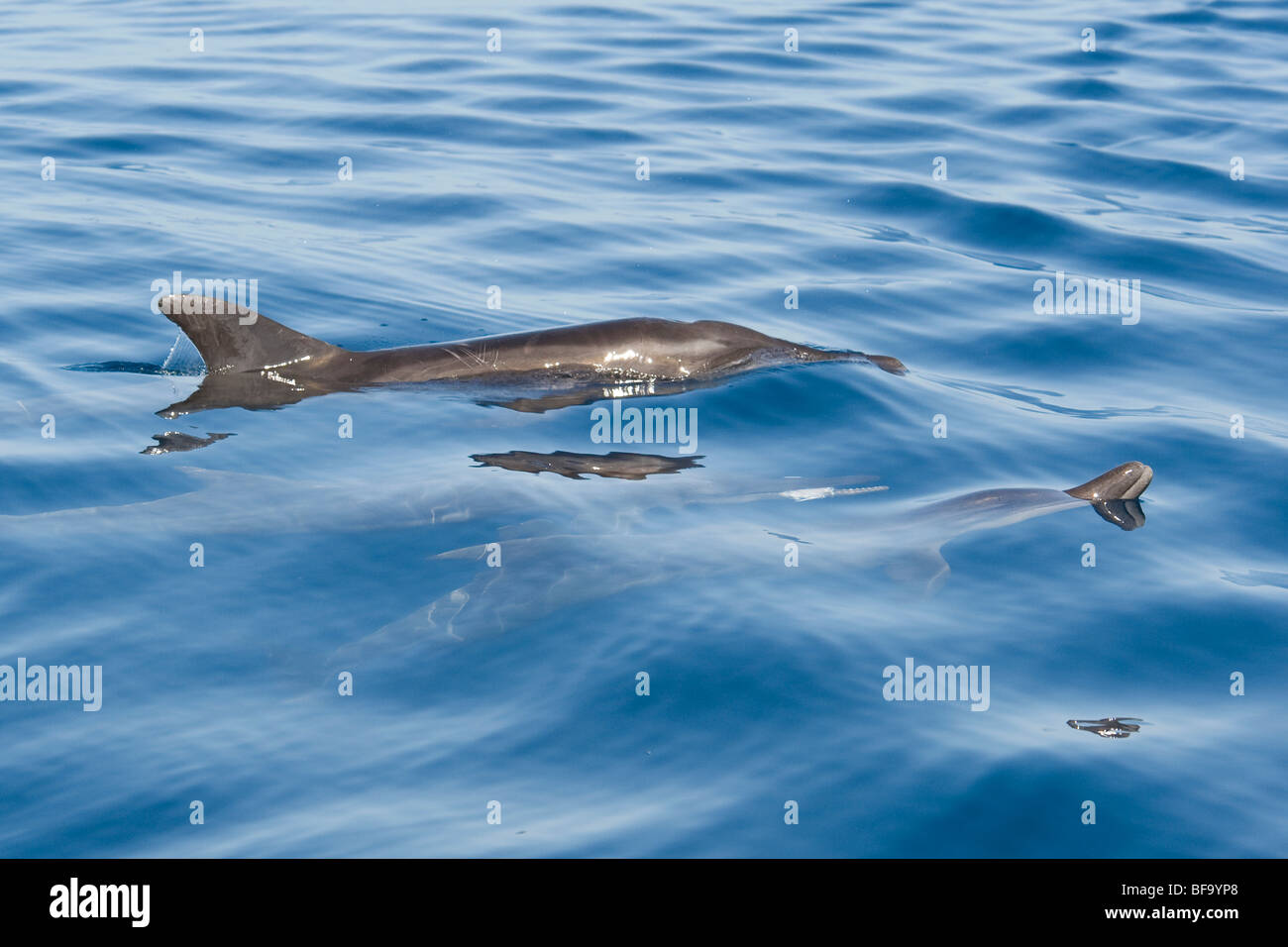 Rough tooth dolphins hi-res stock photography and images - Alamy