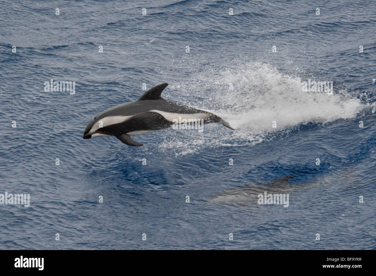 Hourglass Dolphin, Lagenorhynchus cruciger, female Dolphin porpoising ...
