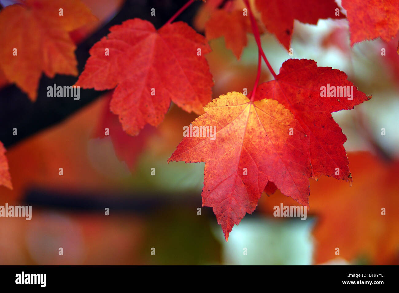 Autumn leaves turning color still on the tree Stock Photo - Alamy