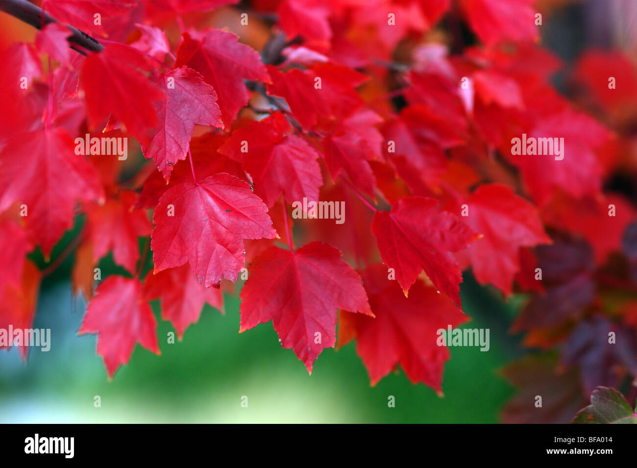 Autumn leaves turning color still on the tree Stock Photo - Alamy