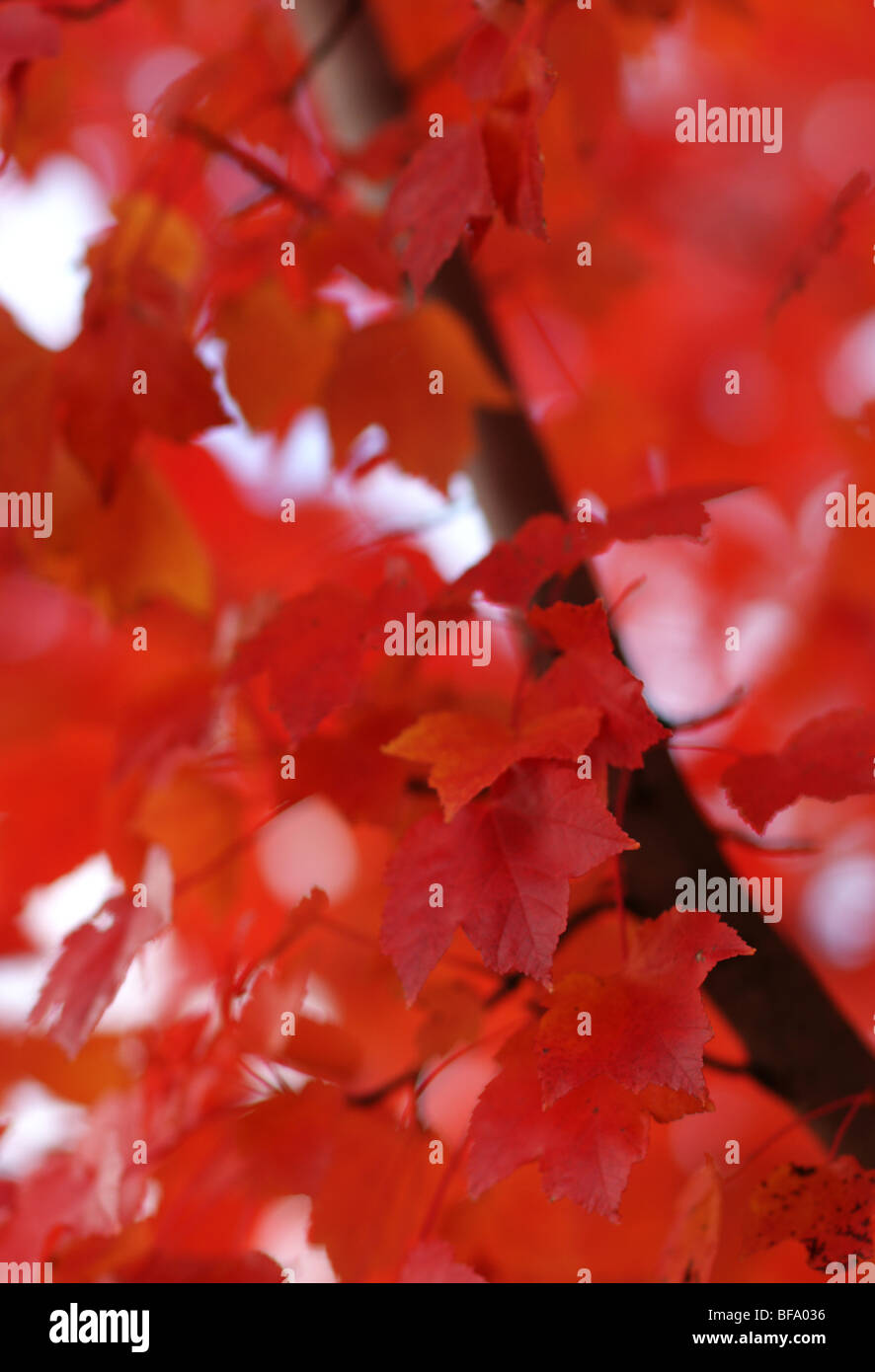 Autumn leaves turning color still on the tree Stock Photo - Alamy