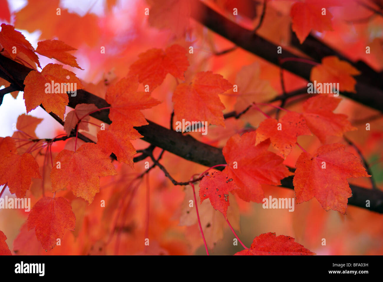 Autumn leaves turning color still on the tree Stock Photo - Alamy