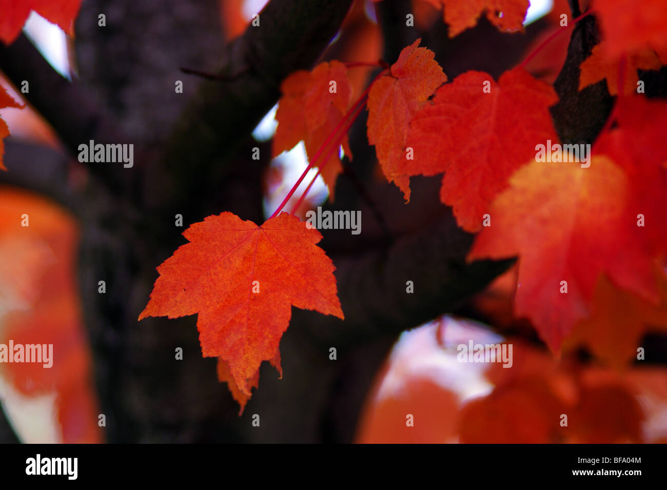 Autumn leaves turning color still on the tree Stock Photo - Alamy