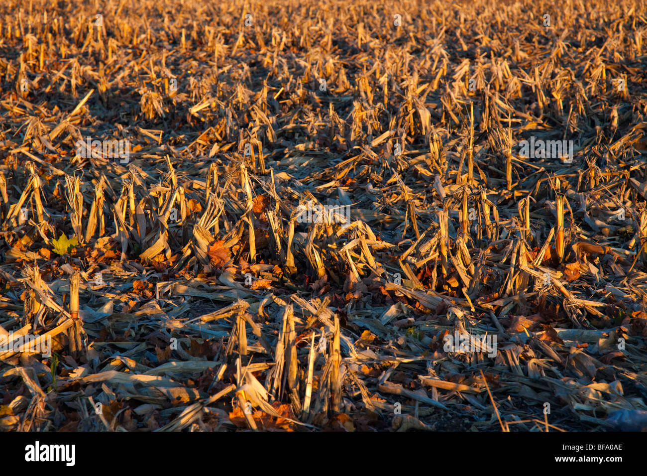 Corn Field after harvest Stock Photo - Alamy