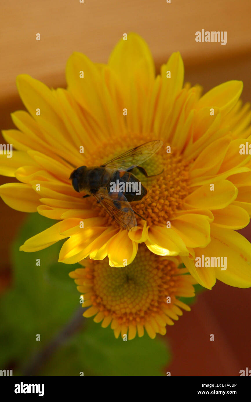 Bora Bora Flower High Resolution Stock Photography and Images - Alamy