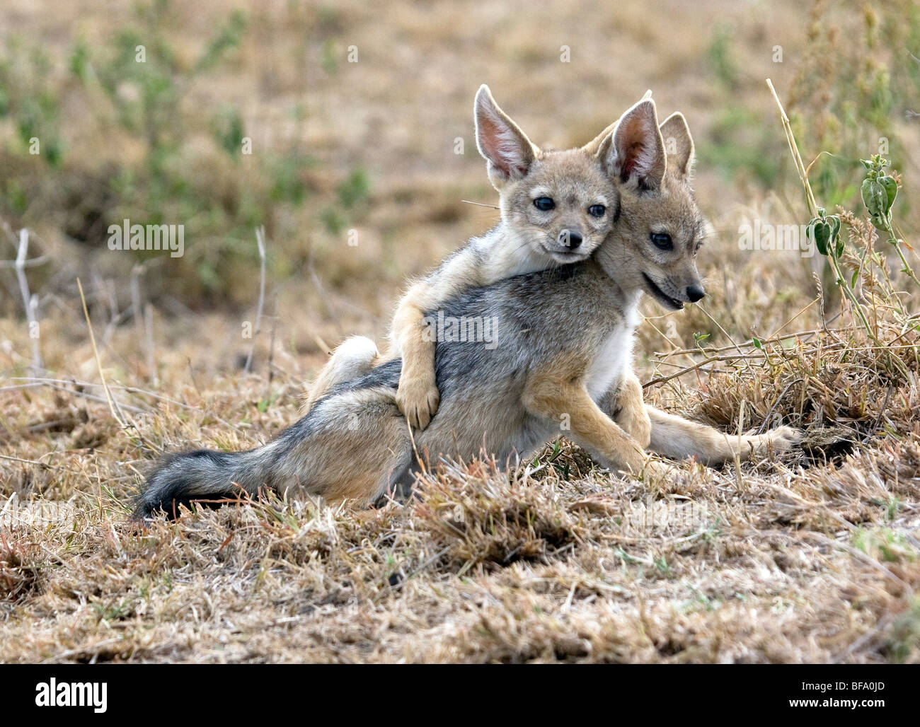Jackal cubs playing Stock Photo - Alamy