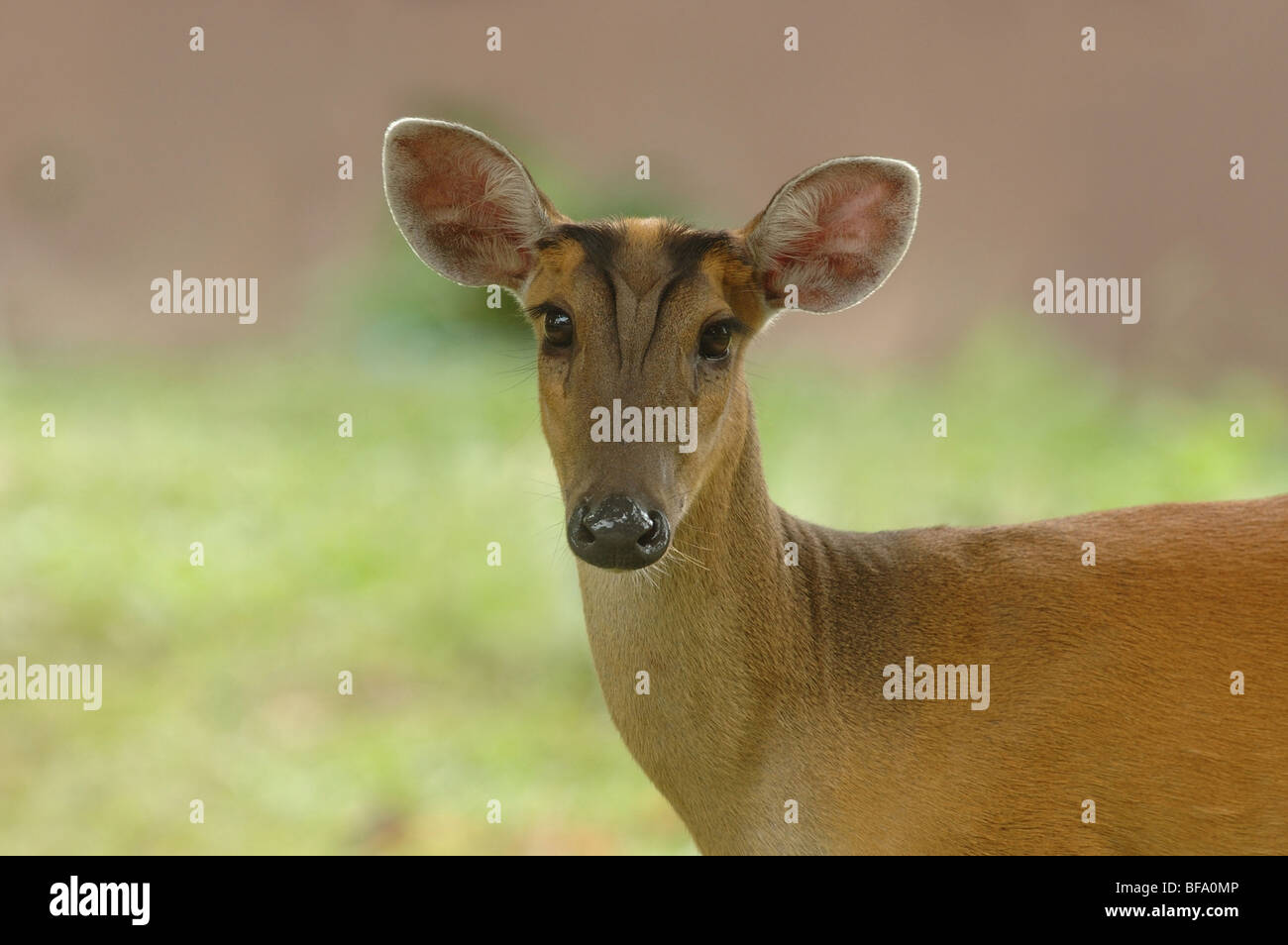 Wild Red Muntjac (Muntiacus muntjak) in the monsoon rainforest of Khao ...