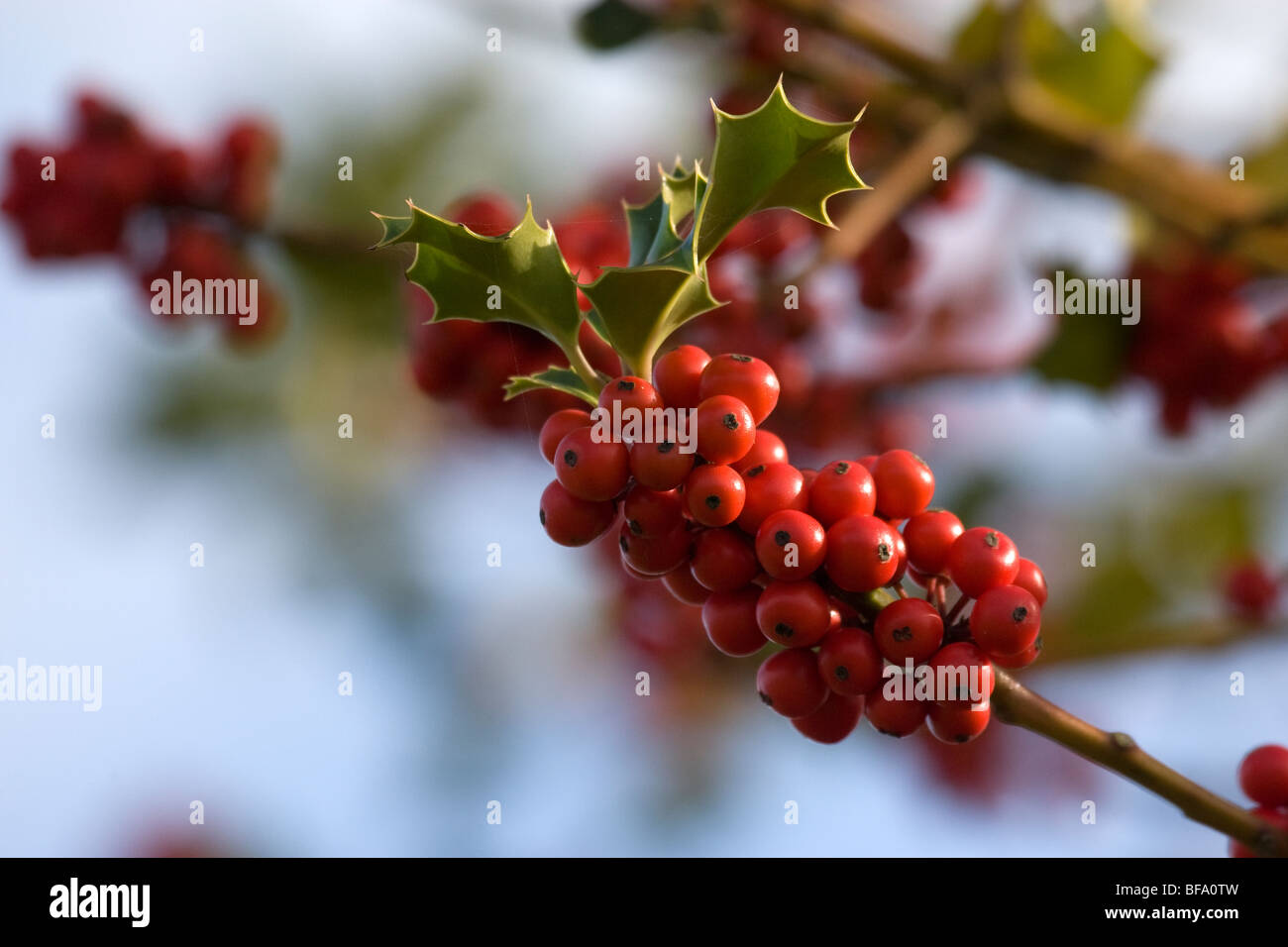 Boughs of holly hi-res stock photography and images - Alamy