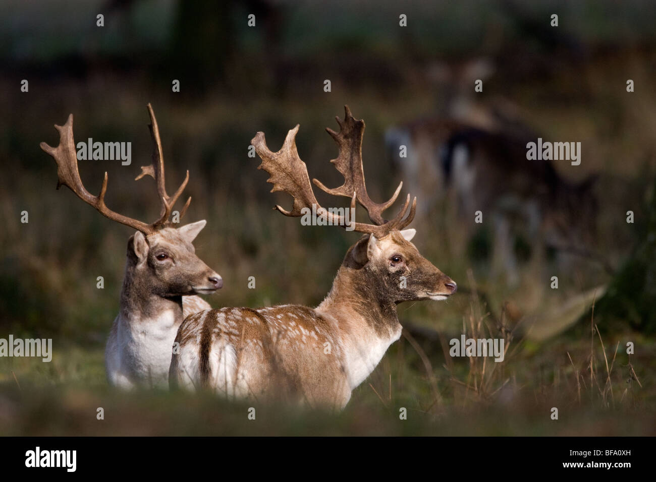 Fallow deer rutting season Stock Photo - Alamy