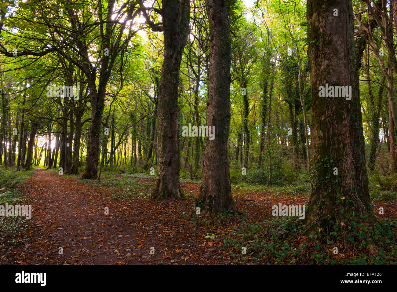 Natural woodlands to ireland hi-res stock photography and images - Alamy