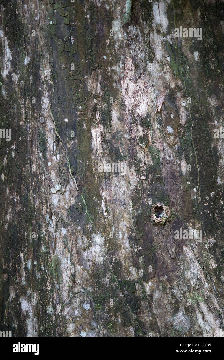 Wamara tree hi-res stock photography and images - Alamy