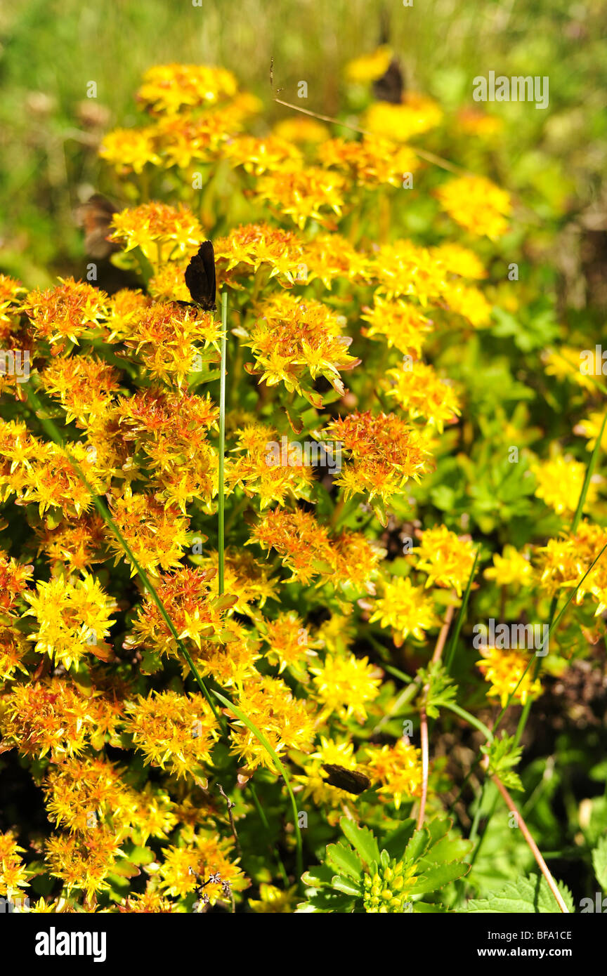 yellow alpine flower Stock Photo - Alamy