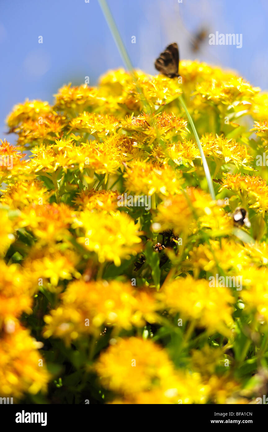 yellow alpine flower Stock Photo - Alamy