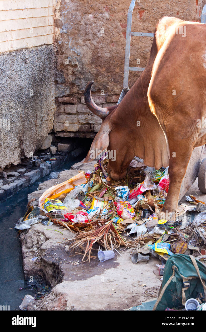 Cow eating garbage in the street in Pushkar in Rajasthan India Stock ...