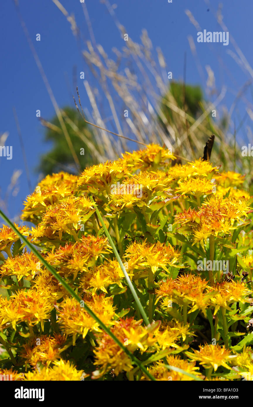 yellow alpine flower Stock Photo - Alamy