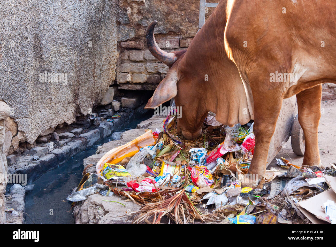 Cow eating garbage in the street in Pushkar in Rajasthan India Stock ...