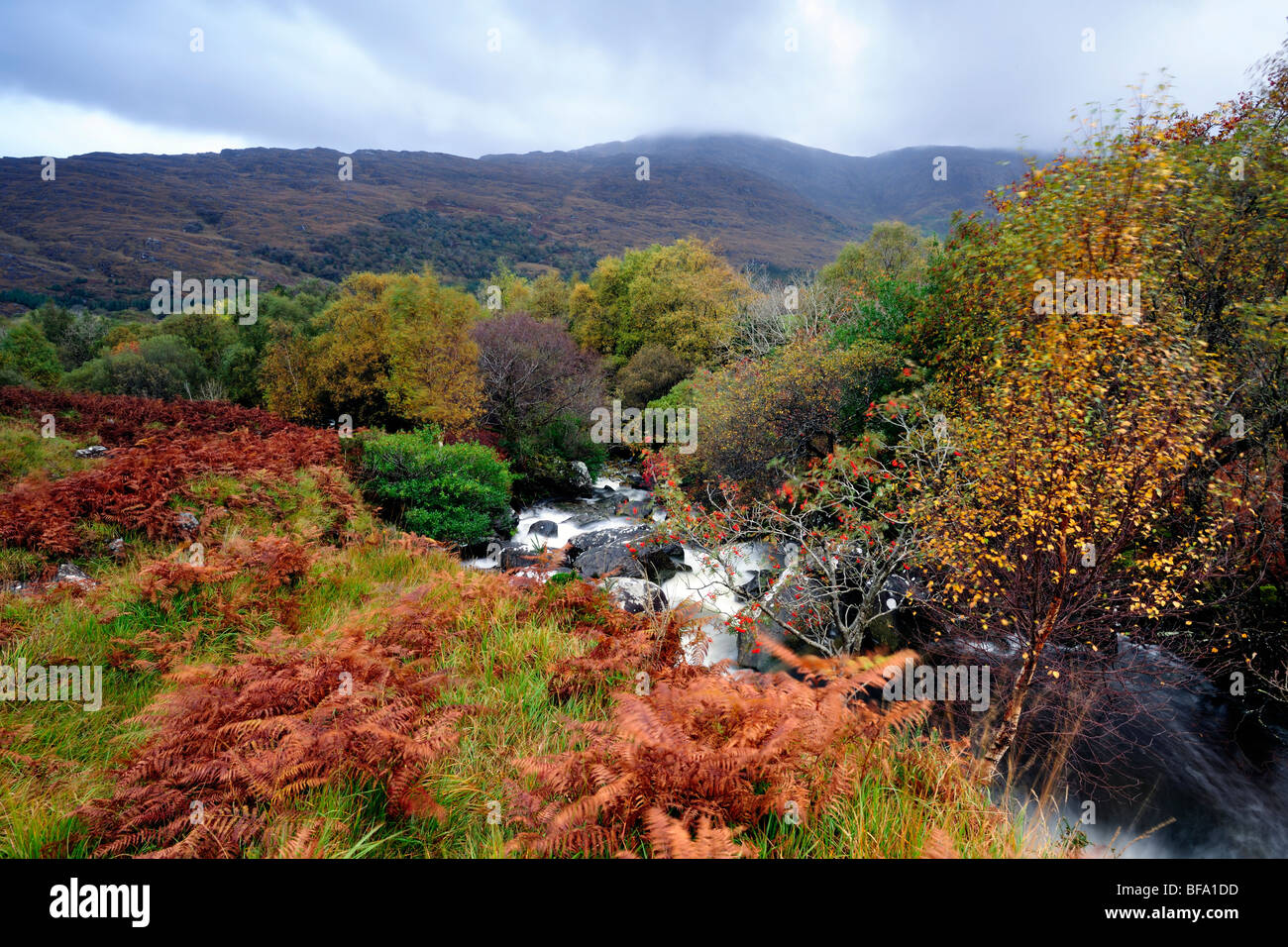 Autumn Colours,mountains and stream in The Black Valley, Co.Kerry ...