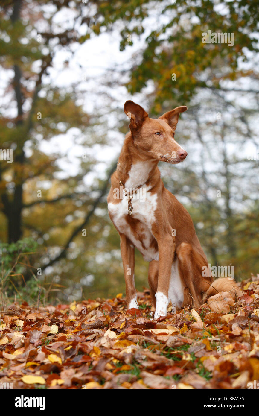 mixed breed dog (Canis lupus f. familiaris), Podenco sitting in autumn ...