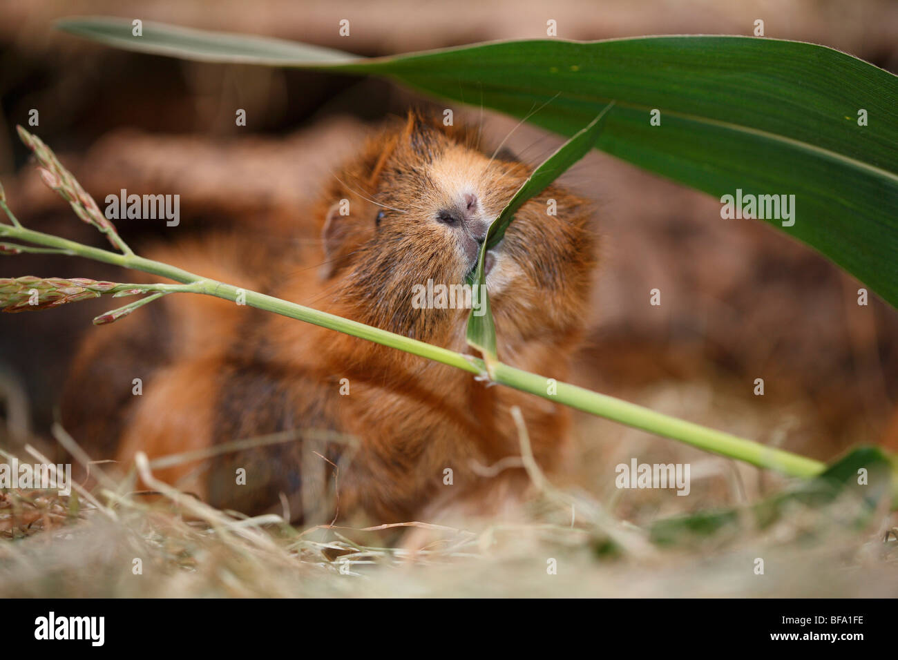 cavy, guinea pig (Cavia spec.), nibbing a grass blade Stock Photo - Alamy