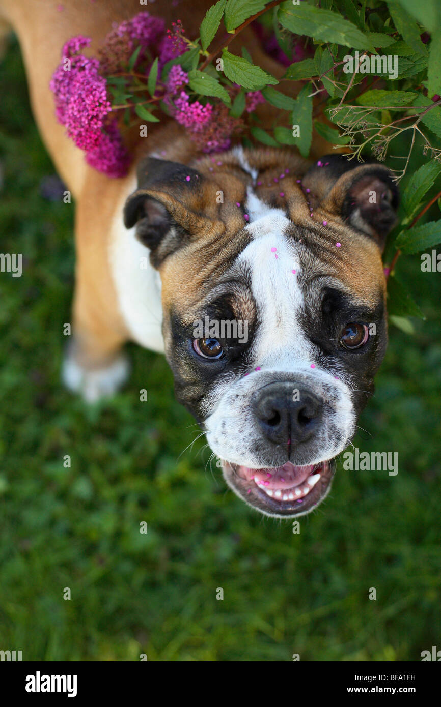 English bulldog (Canis lupus f. familiaris), half year old individual ...