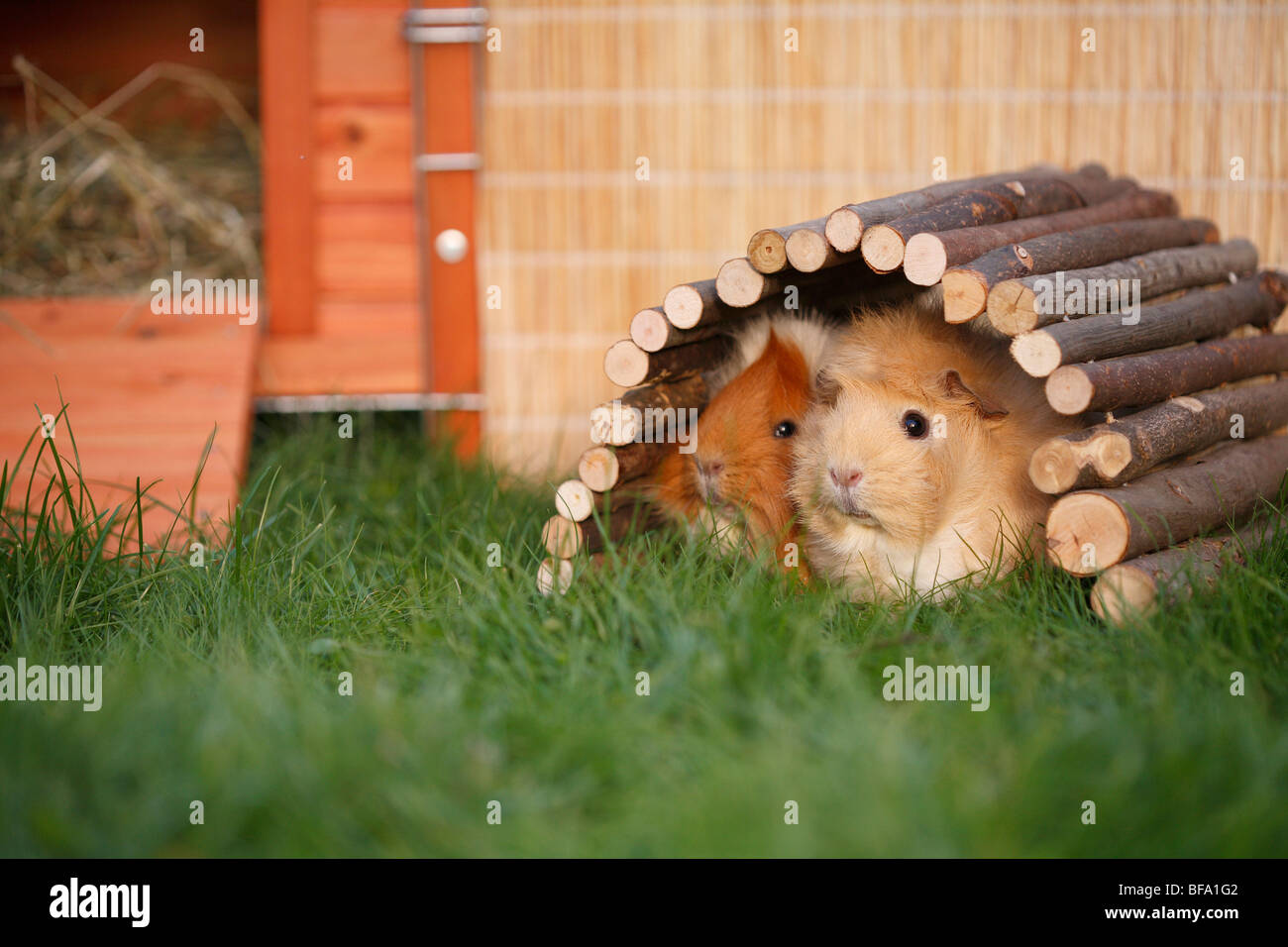 cavy, guinea pig (Cavia spec.), two animals sitting in an outdoor ...