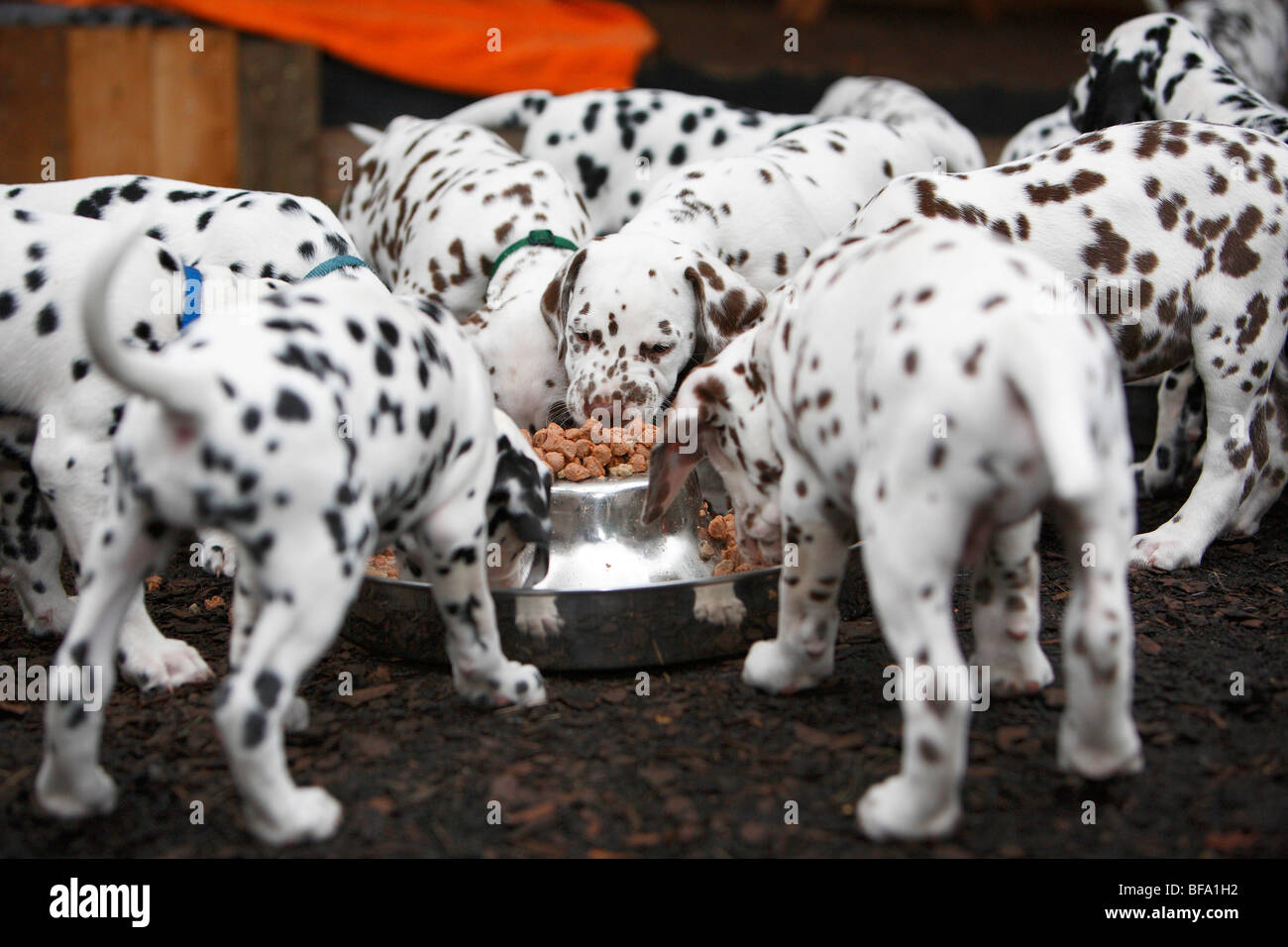 Dalmatian (Canis lupus f. familiaris), puppies around a feeding dish ...