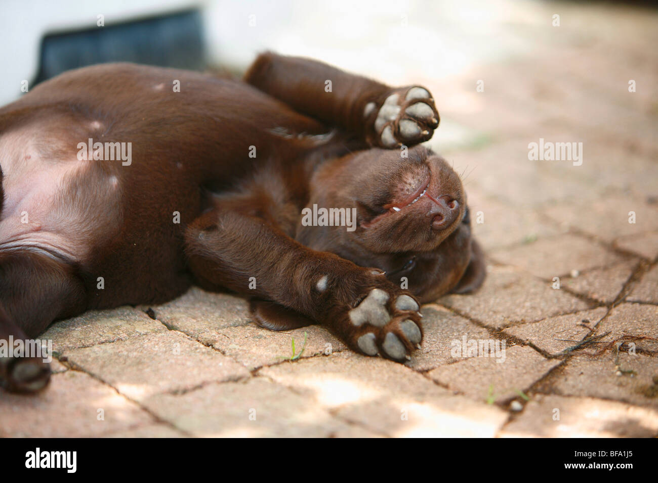 Labrador Retriever (Canis lupus f. familiaris), brown 6 weeks old puppy ...