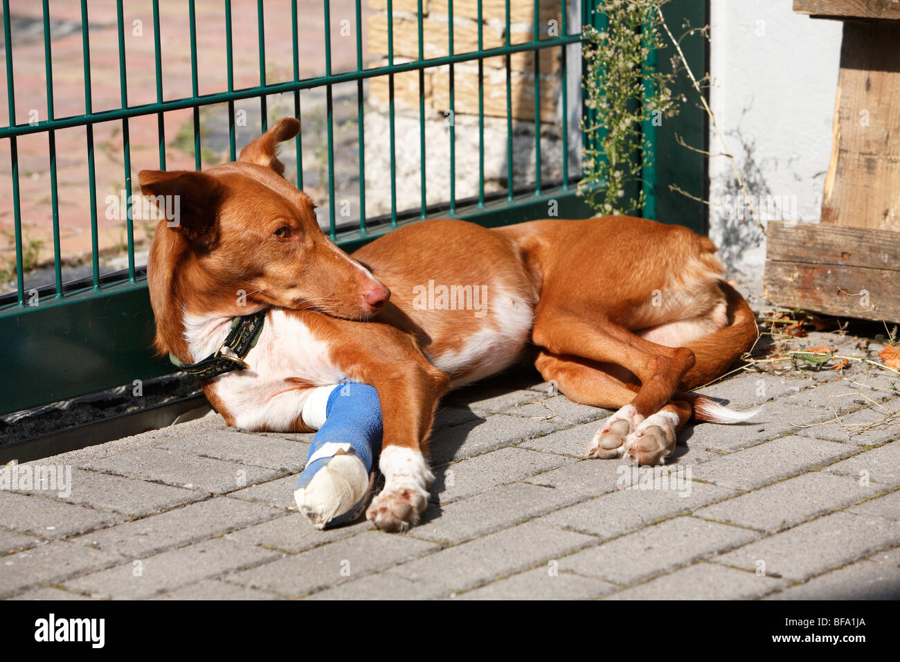 Podenco mix with injured bandaged leg lying in the courtyard hi-res ...