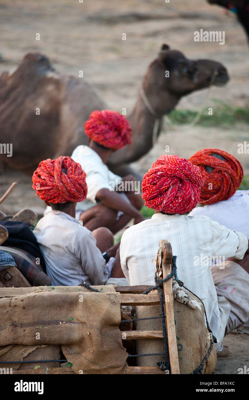 Rajput men and camels at sunset in Pushkar India Stock Photo - Alamy