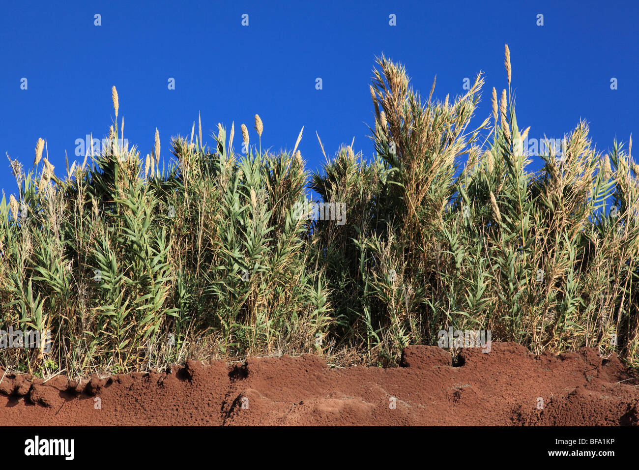 reed at the cliffs of Madeira, Portugal, Europe. Photo by Willy ...
