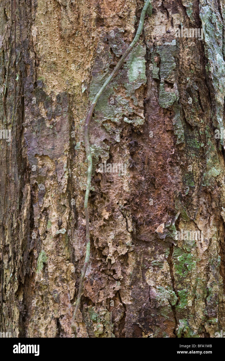 Ocotea sp hi-res stock photography and images - Alamy