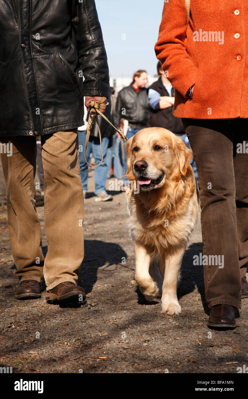 Man golden retriever crowd hi-res stock photography and images - Alamy