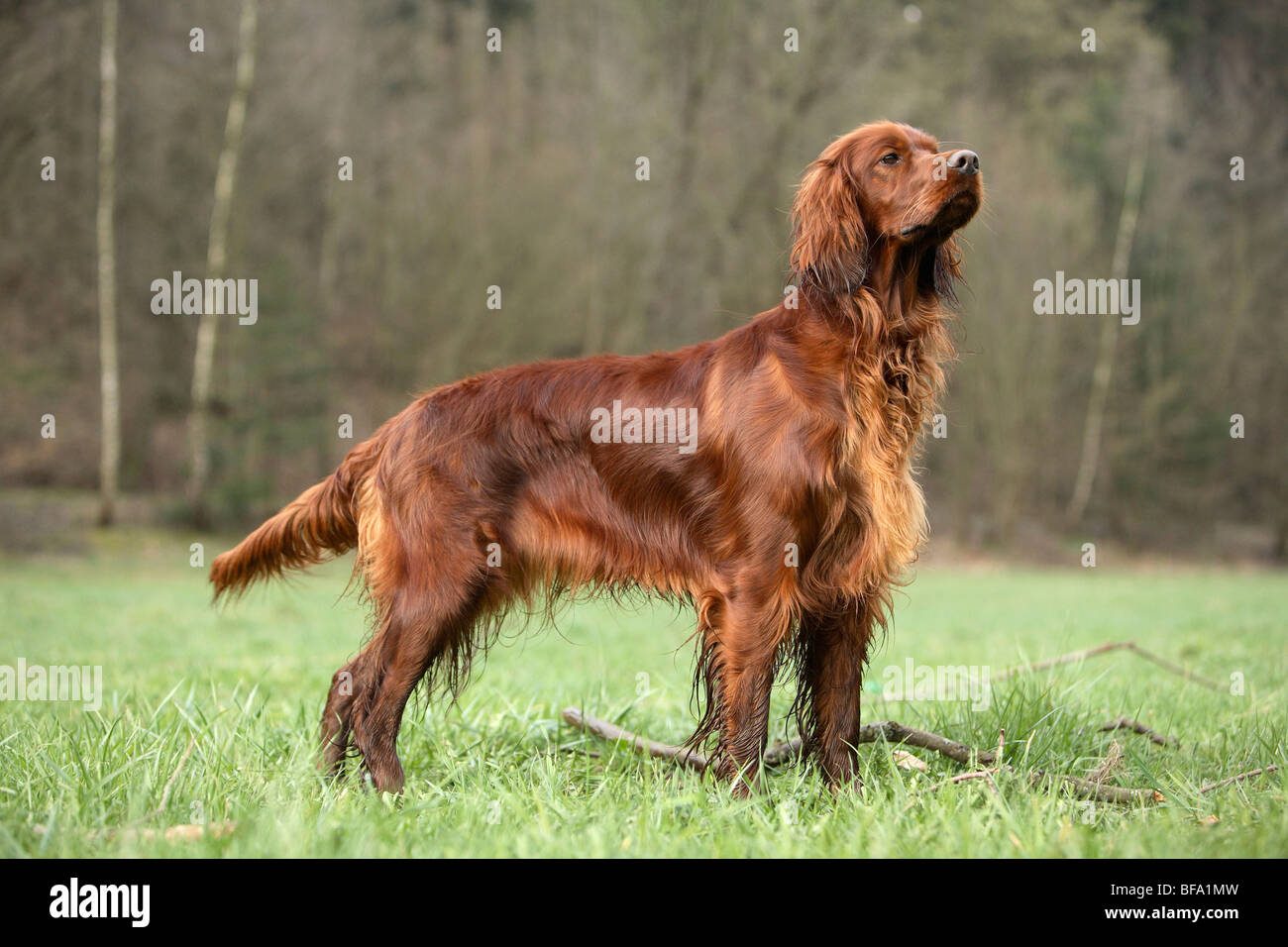 Irish Red Setter, Irish Setter (Canis lupus f. familiaris), standing in ...