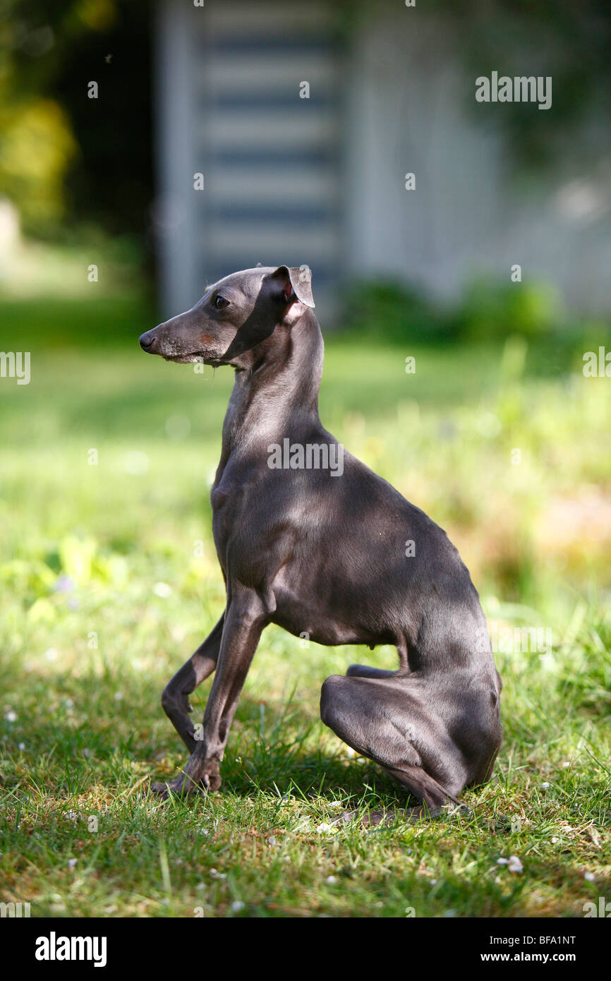 Italian greyhound hi-res stock photography and images - Alamy
