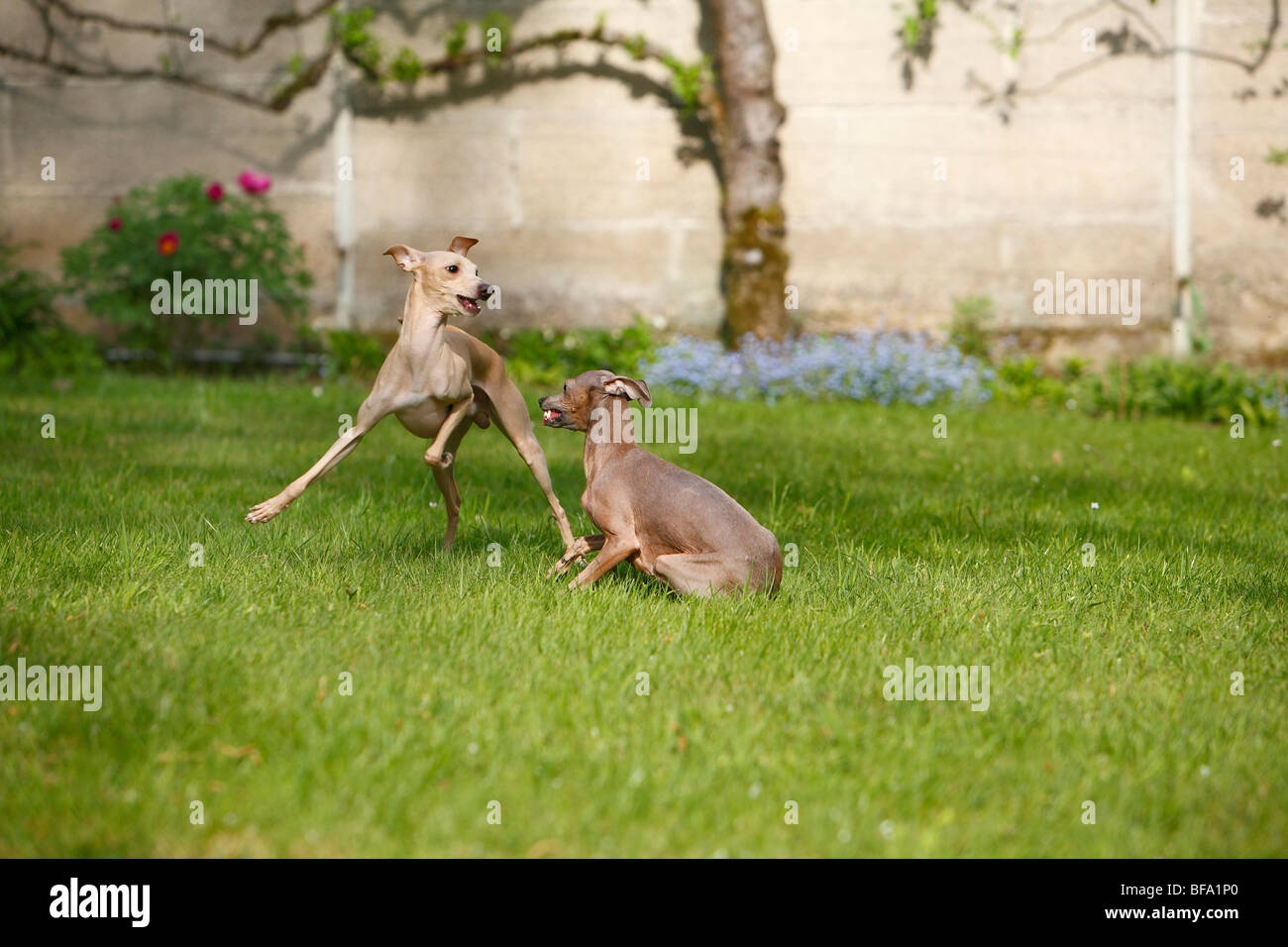 Romping in the garden hi-res stock photography and images - Alamy