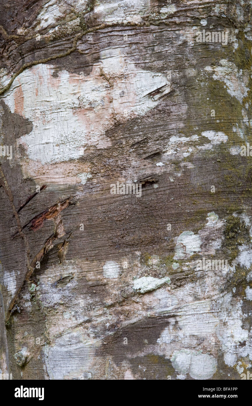 Kereti Silverballi (Ocotea puberula) close-up bark Iwokrama Rainforest ...