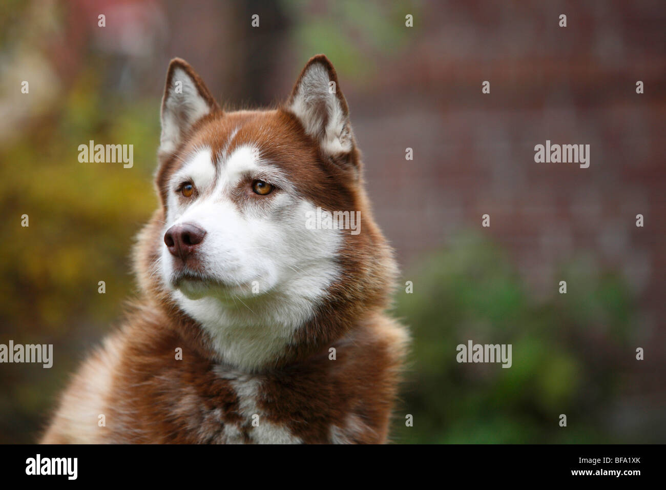 Siberian Husky (Canis lupus f. familiaris), portrait Stock Photo - Alamy