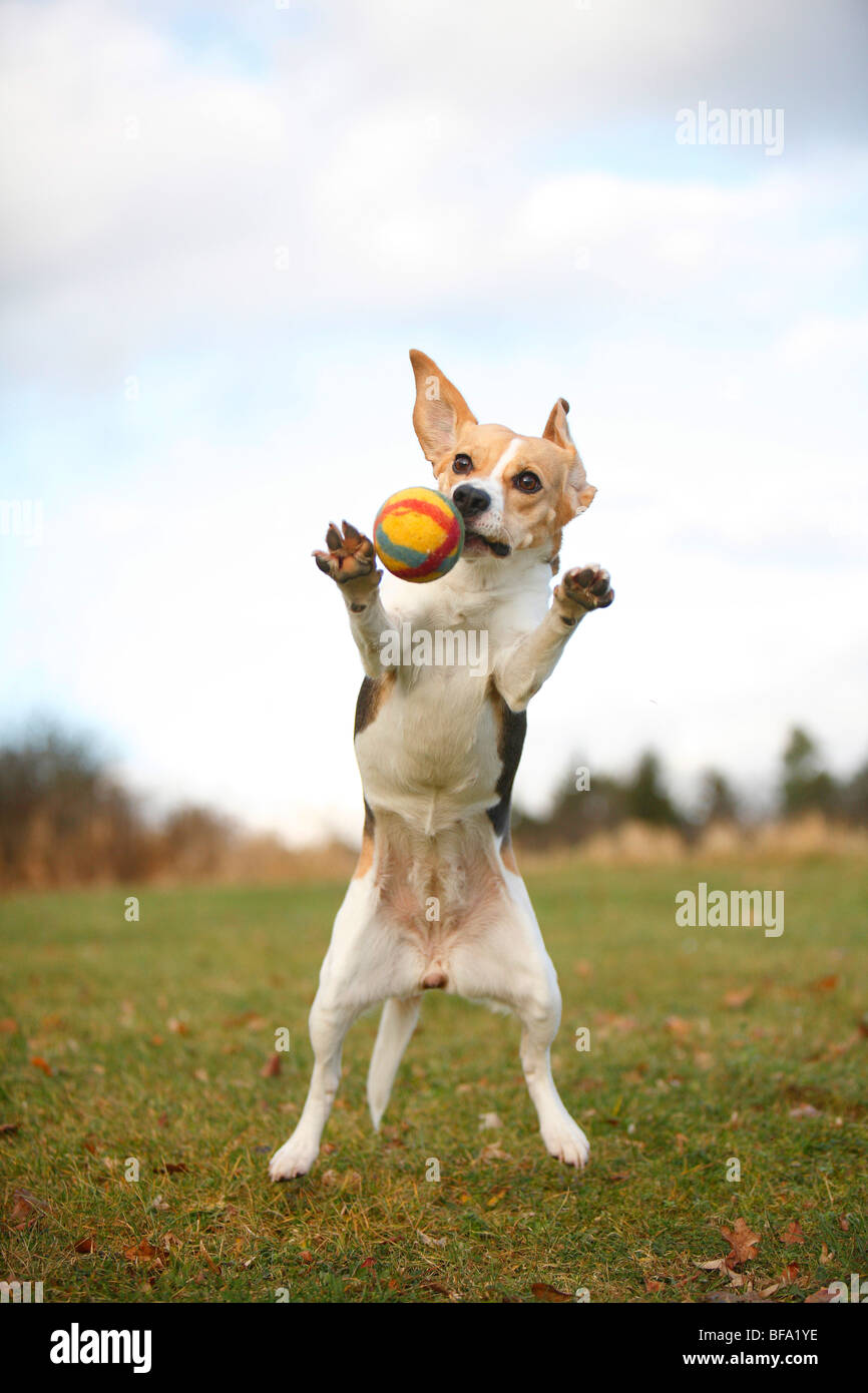 Beagle (Canis lupus f. familiaris), trying to catch a ball in a meadow ...