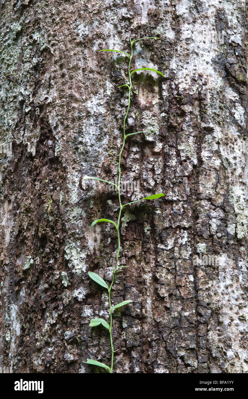 Soft wallaba hi-res stock photography and images - Alamy