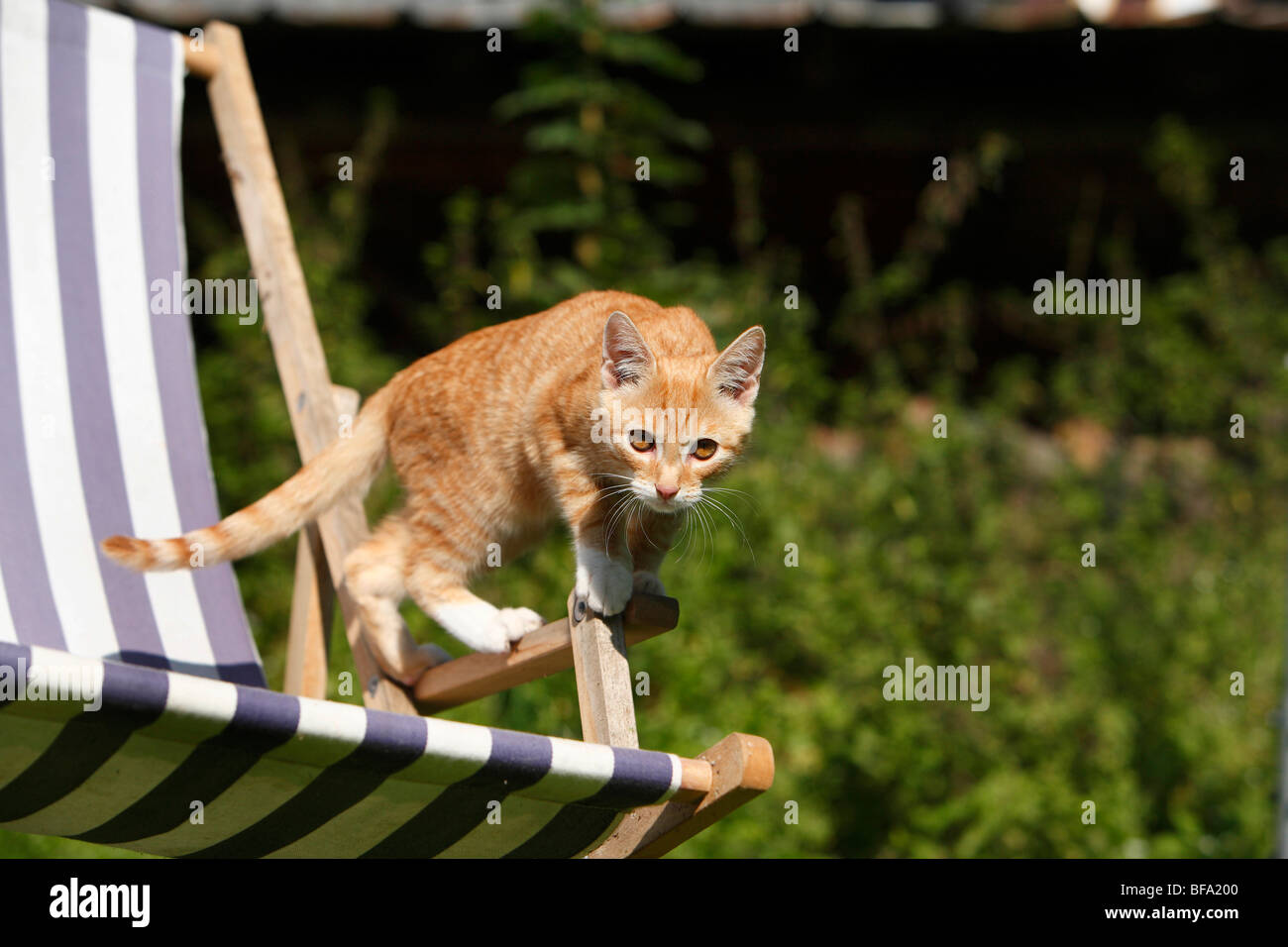 domestic cat, house cat, European Shorthair (Felis silvestris f. catus ...