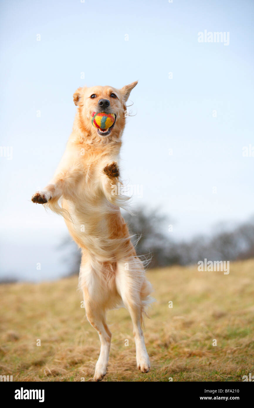 Golden Retriever (Canis lupus f. familiaris), catching a ball in a ...