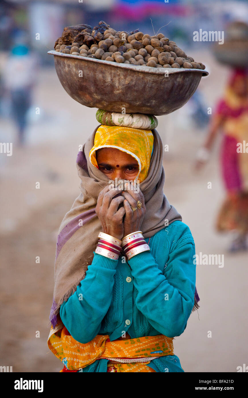 Rajput girl carrying camel dung for biofuel at the Camel Fair in ...