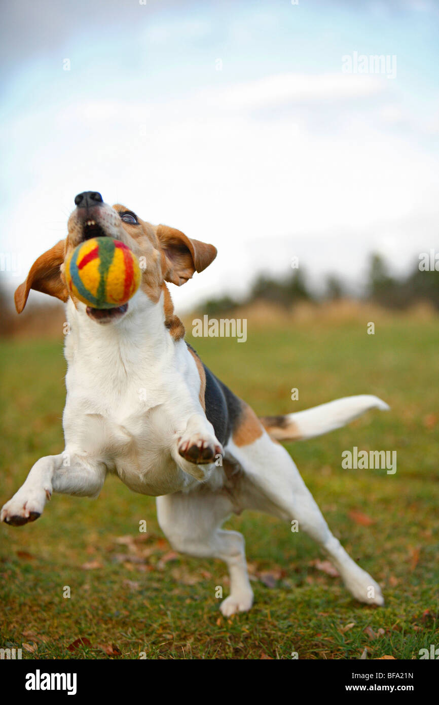 Beagle (Canis lupus f. familiaris), trying to catch a ball in a meadow ...