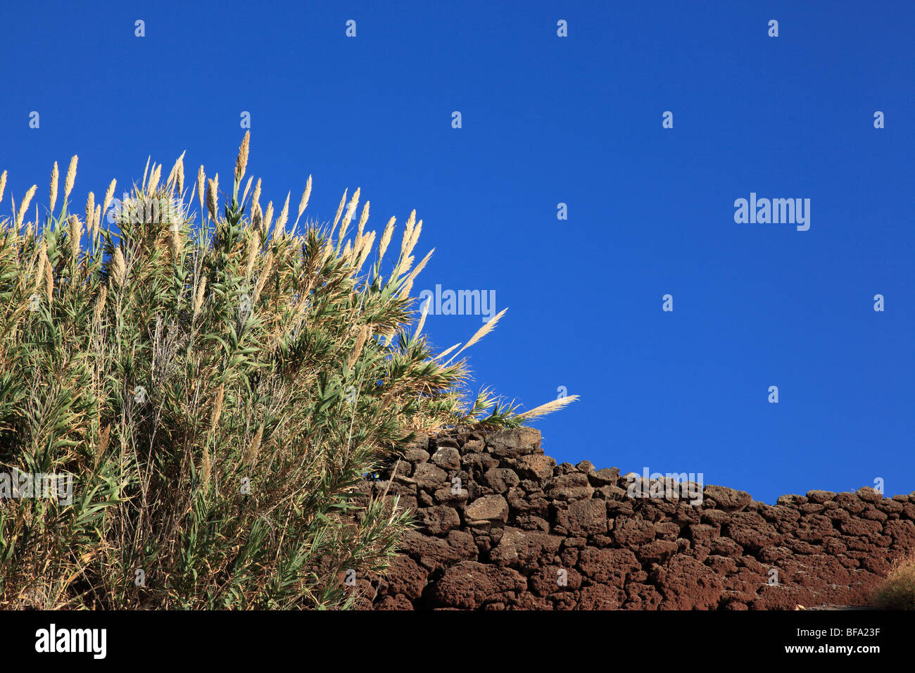 reed at the cliffs of Madeira, Portugal, Europe. Photo by Willy ...