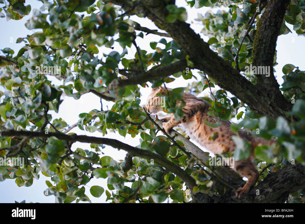 Cat in apple tree hi-res stock photography and images - Alamy