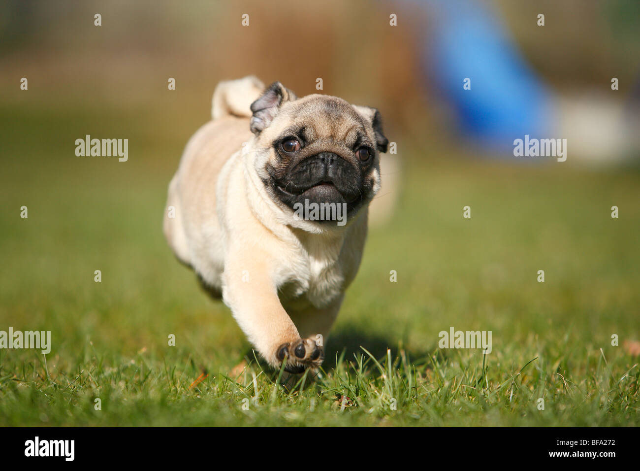 Walking pug hi-res stock photography and images - Alamy